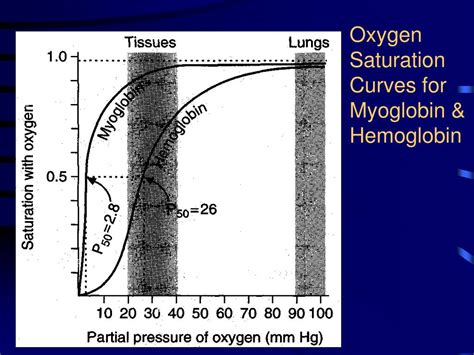 Ppt Myoglobin And Hemoglobin Powerpoint Presentation Free Download