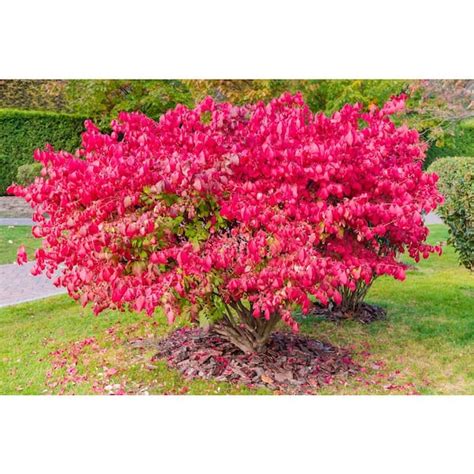 Online Orchards 1 Gal Dwarf Burning Bush Shrub 2 Pack Sbeu004 The
