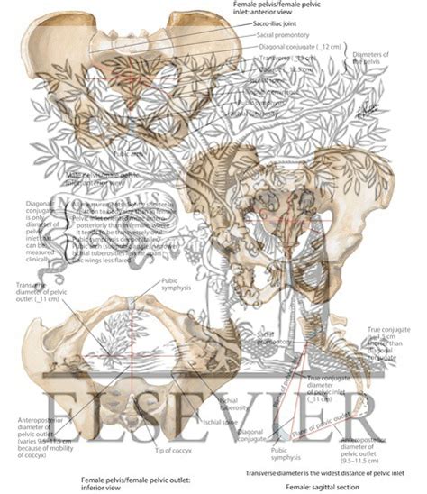 Sex Differences Of Pelvis Measurements