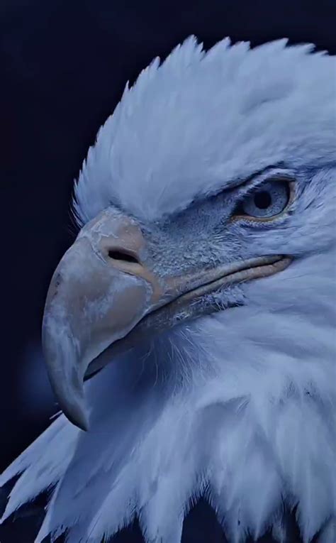 10000 Best Spread Eagle Images On Pholder Birdsofprey Nature Is