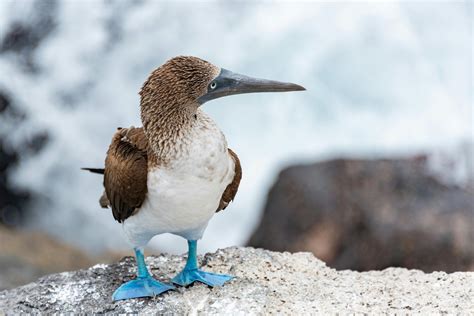 Blue Footed Booby Photos Download The Best Free Blue Footed Booby