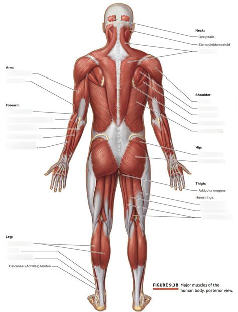Posterior Muscles Diagram Quizlet