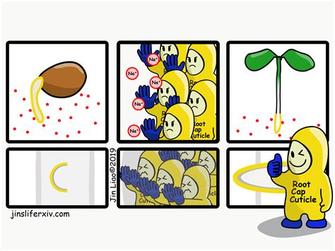 Cuticle Is Found In The Root The Root Cap Cuticle Protects Young Roots
