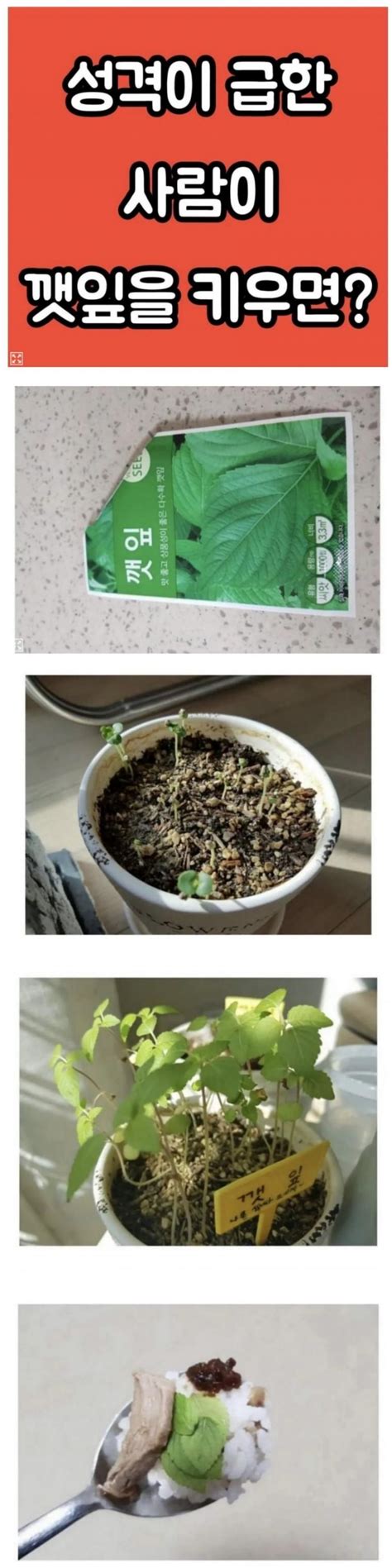 성격이 급한 사람이 깻잎을 키운다면 에누리 쇼핑지식 자유게시판