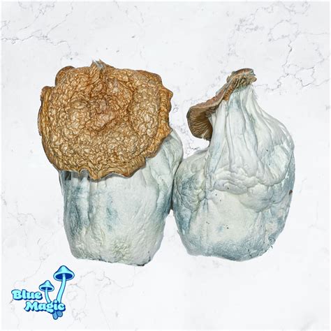 Code Blue Blue Meanie X Melmac Bulk Blue Magic Shrooms