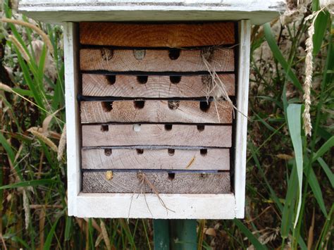 The Grass Carrying Wasp A Solitary Wasp That Builds An Unusual Nest Gardening In Michigan