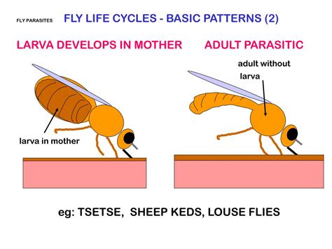 Ppt Fly Parasites Fly Life Cycles Basic Patterns 1 Powerpoint Presentation Id 4169970