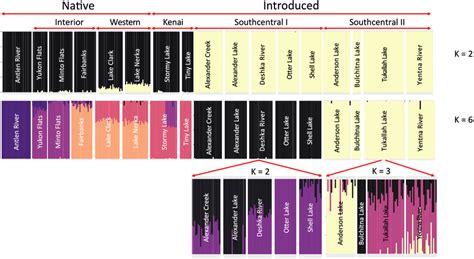 admixture plots generated by ngsadmix of alaska pike at k 2 and