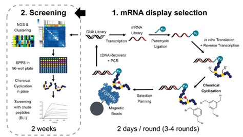 【前沿速递】mrna 展示技术：解锁环肽药物研发新范式，purexpress® 助力精准 钓”出明星分子医药新闻 Bydrug 一站式医药资源