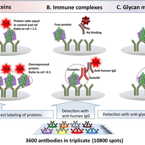 Antibody Microarray Methods To Profile Proteins Autoantibody Antigen Download Scientific