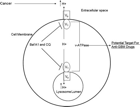 Model Of V‐atpase Regulation Of Endolysosome Cytosolic And