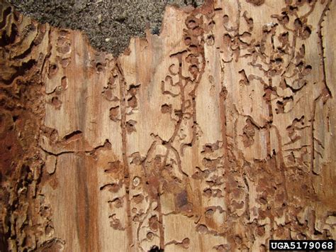 Small Southern Pine Engraver Ips Avulsus Eichhoff 1868