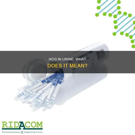 Hcg In Urine What Does It Mean Medshun