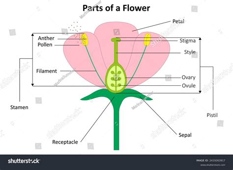 Parts Flower Flower Structure Stock Vector Royalty Free 2419263917