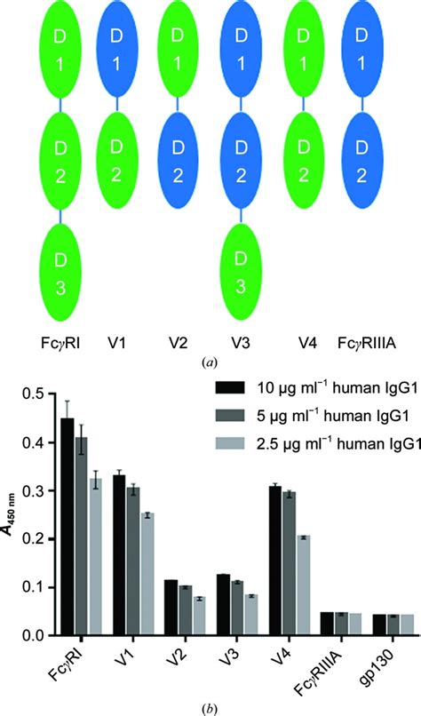 Structural Insights Into The Interaction Of Human Igg1 With Fcγri No