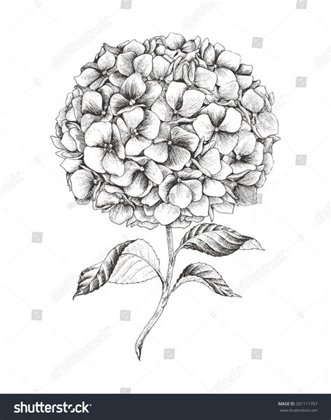 Hydrangea Vector At Collection Of Hydrangea Vector