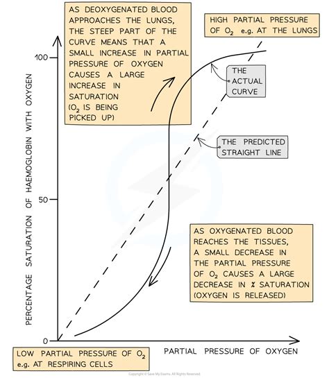 The Oxygen Dissociation Curve Aqa As Biology Revision Notes 2015