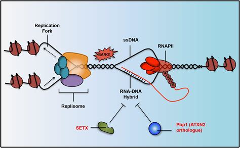 Frontiers Non Coding RNA In Neural Function Disease And Aging Genetics