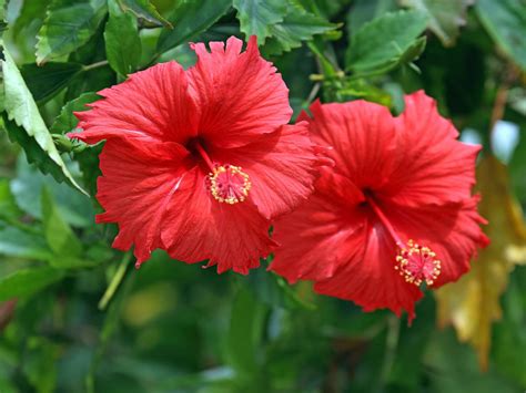 Jamaica Flower