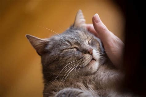 Cat Purring