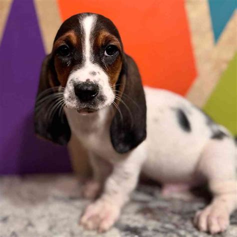 Male Basset Hound Puppies For Sale In Rogers Arkansas