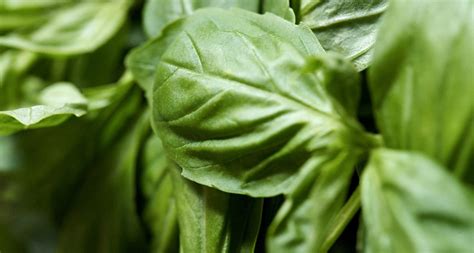 Cognac Cocktail Recipe Mango Basil Lemonade Hennessy