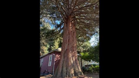 100 Year Old Seattle Sequoia Tree Faces Uncertain Fate