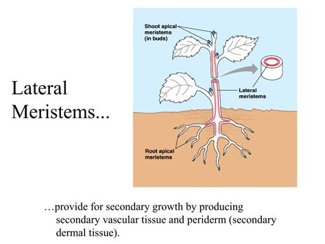 Ppt Plant Growth And Development Ii Powerpoint Presentation Free