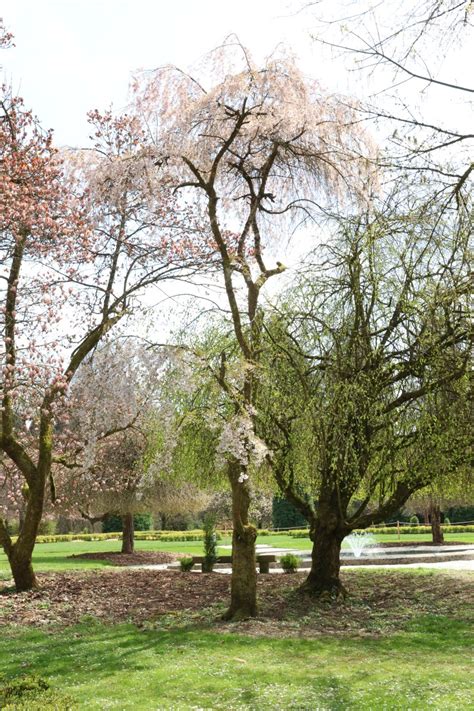 Higanska češnja Pendula Plena Rosea Arboretum