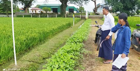 ပေါင်းတည် မျိုးသန့်ခြံ မျိုးသန့်မျိုးပွား မျိုးစေ့ထုတ်စိုက်ခင်းများ အခ