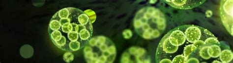 Gene Editing Services In Chloroplasts Of Algae Lifeasible