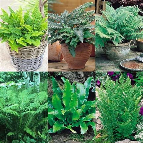 Care Guide How To Grow Ferns Gardening Express Knowledge Hub