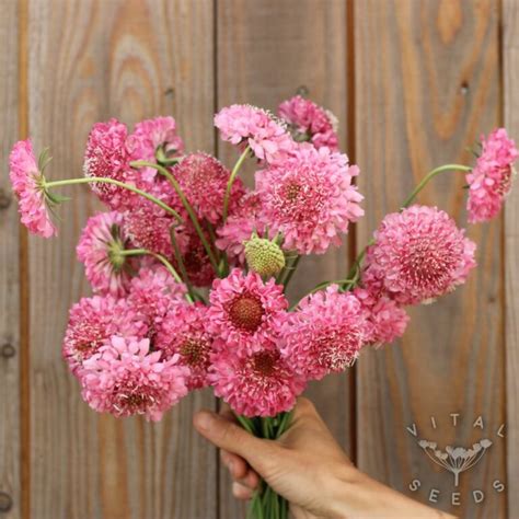 How To Grow Scabious Vital Seeds