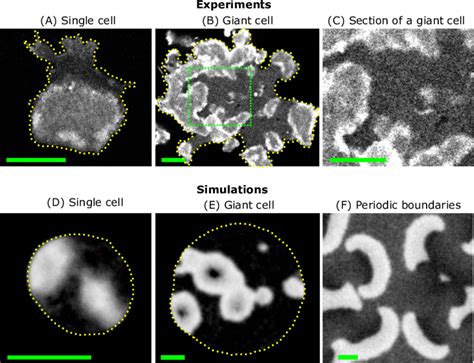 Actin Waves In Experiments Top And Model Simulations Bottom A