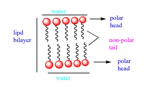 Sphingophospholipid Structure