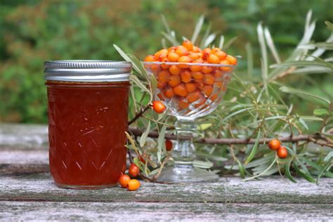 30 Sea Buckthorn Recipes Adamant Kitchen