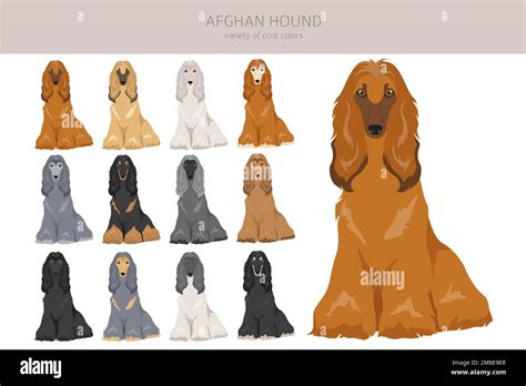 Gray Afghan Hound