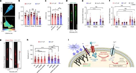 Extracellular Fluid Viscosity Enhances Cell Migration And Cancer Dissemination Science Easyview