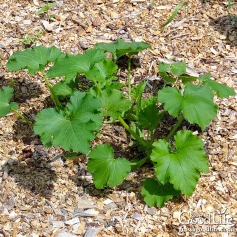 Tips For Using Wood Chip Mulch In A Vegetable Garden