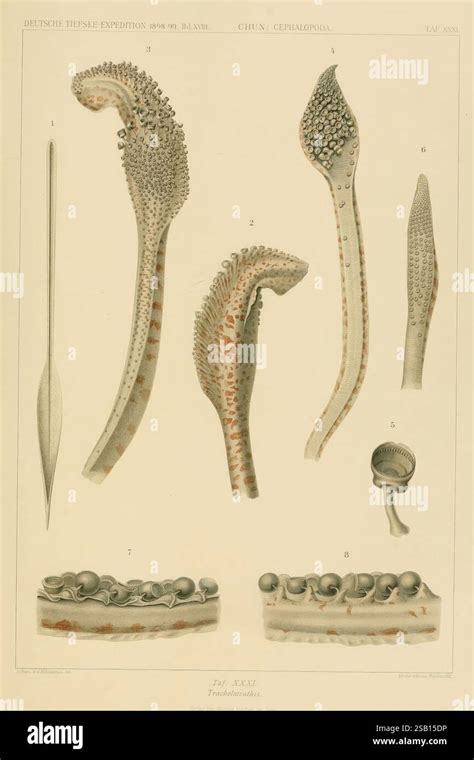 Die Cephalopoden Bd 18 T 1 Atlas Jena G Fischer 1910 1915 Woodshole Cephalopoda