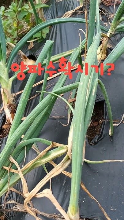 양파수확시기90일된 봄양파🧅🧅🧅 Youtube