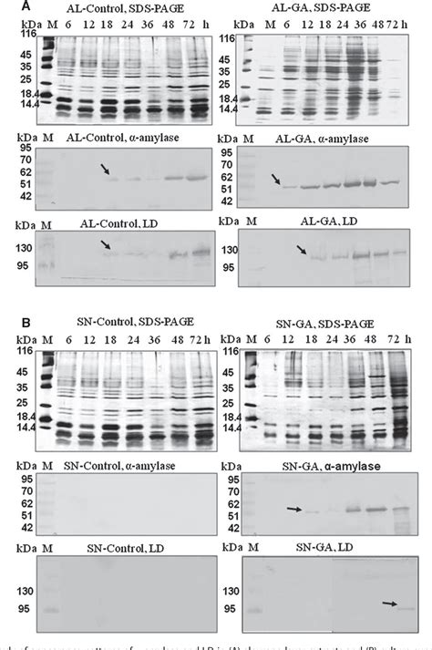 Figure 3 From Spatio Temporal Appearance Of Amylase And Limit