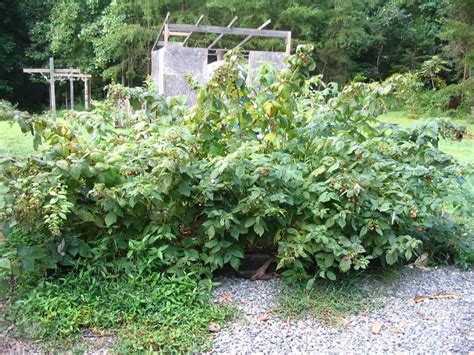 How To Grow Raspberries In A Raised Bed At Ethel Waggener Blog