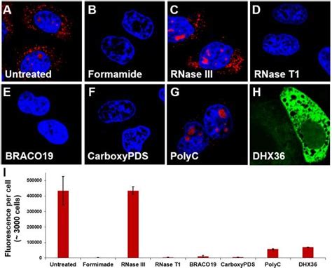 Illustration Of The Specificity Of Quma 1 For Rna G Quadruplexes In