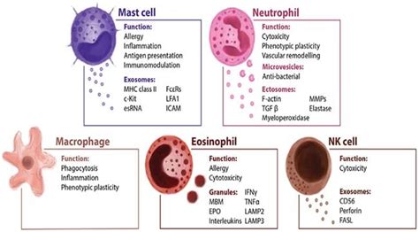 Innate Immune System An Introduction