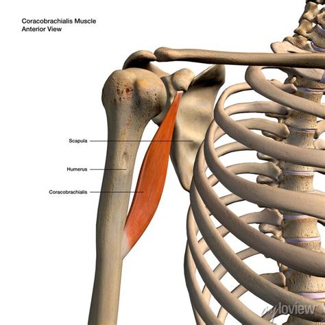 Coracobrachialis Muscle Isolated In Anterior View Labeled Anatomy Posters For The Wall • Posters