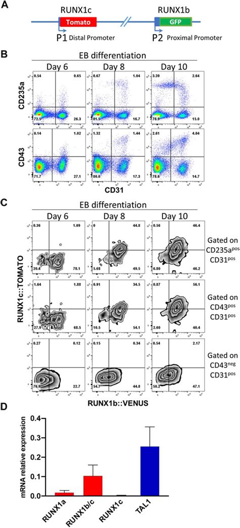 Frontiers The Runx1b Isoform Defines Hemogenic Competency In
