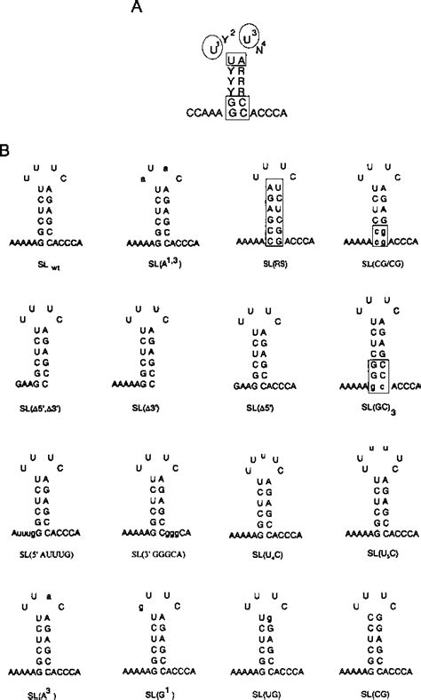 Figure 1 From The Sequence Of The Stem And Flanking Sequences At The 3 End Of Histone Mrna Are