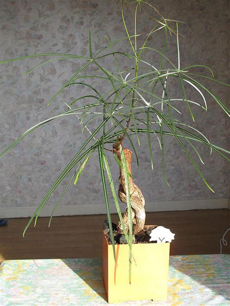 10x Brachychiton Rupestris Seeds Queensland Bottle Tree Bonsai Caudex