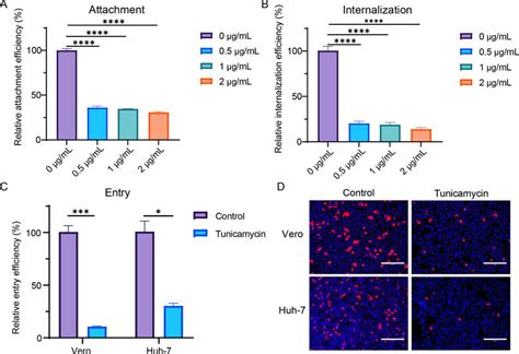 Tunicamycin Inhibited Viral Attachment Internalization And Entry Of